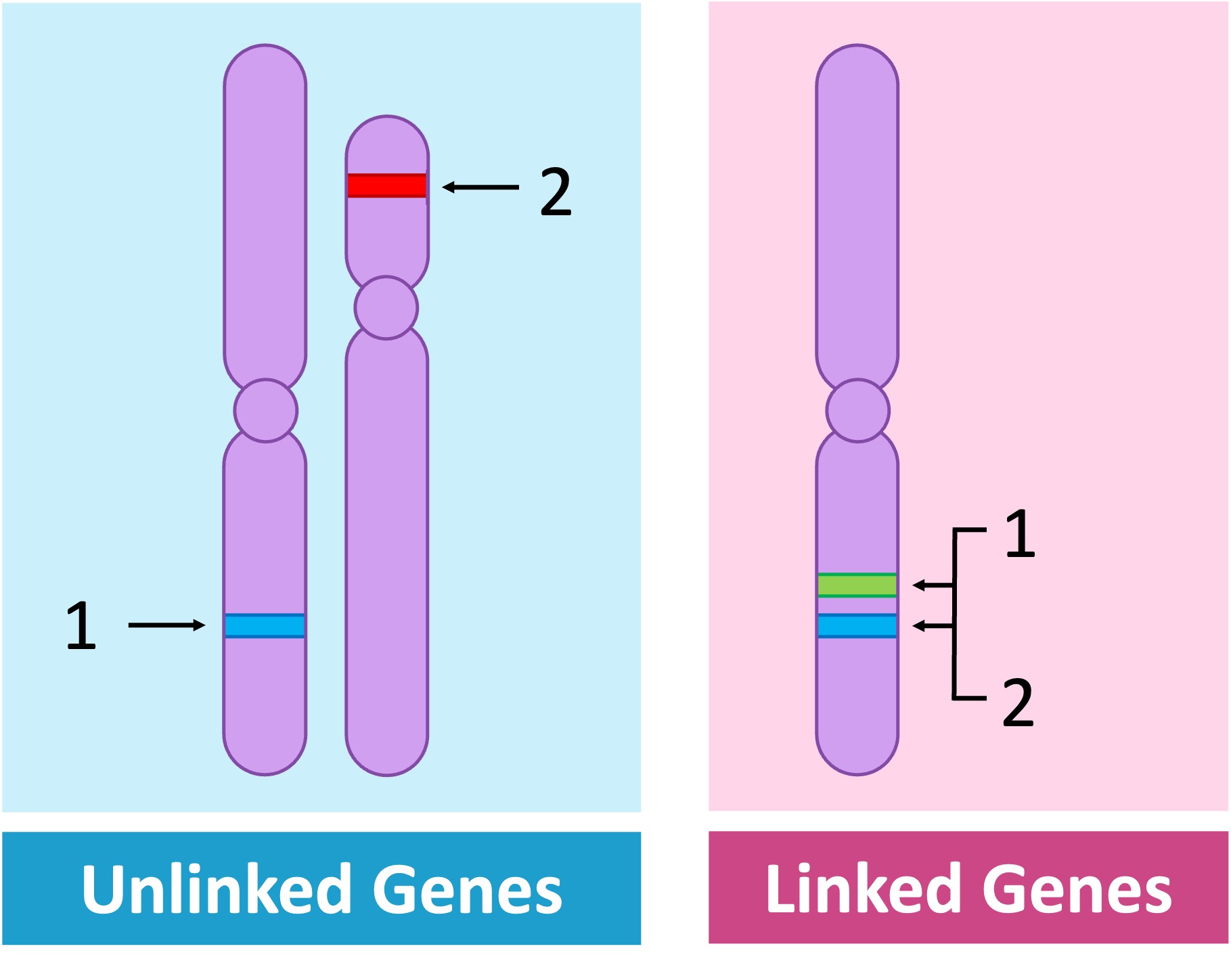 Linked Genes